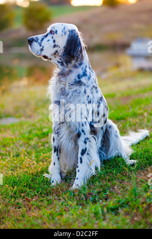 English setter dog profile Stock Photo - Alamy