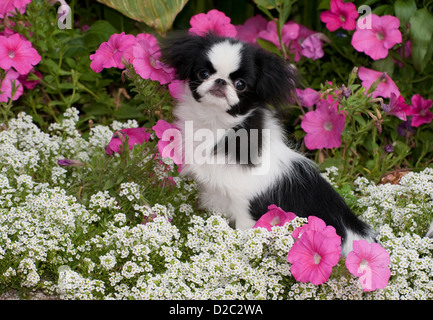 Japanese Chin sitting by flowers Stock Photo - Alamy