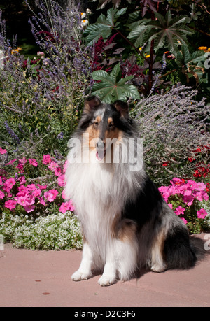 Rough Collie by the flowers Stock Photo - Alamy