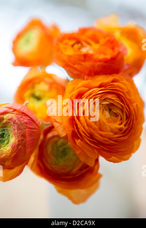 Orange Ranunculus flowers Stock Photo - Alamy