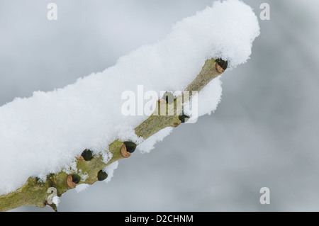 Black Ash tree buds in Autumn in Lloyd Park in Croydon Surrey UK Stock ...
