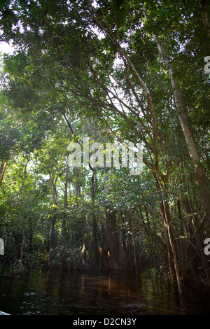 Serene Amazon rainforest with kapok trees (Ceiba pentandra), rubber ...