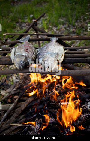Grilled Amazonian piranhas (Pygocentrus nattereri) cooked over an open ...