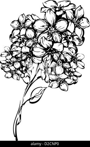 a sketch one sprig with little flowerets Stock Photo - Alamy