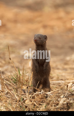 Common Dwarf Mongoose (Helogale parvula) at dawn, Limpopo, Kruger ...