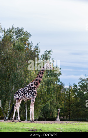 giraffe in a zoo in france Stock Photo - Alamy