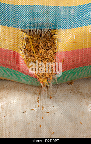 Harvest loss of rice from a leaking rice bag, Battambang, Cambodia ...