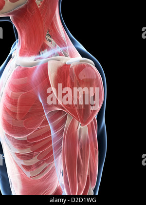 Male musculature computer artwork Stock Photo - Alamy