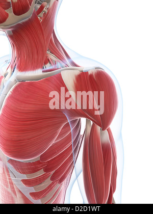 Medical illustration of male muscular system, side view Stock Photo ...
