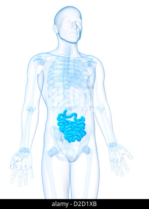 Computer illustration of a healthy intestine Stock Photo - Alamy