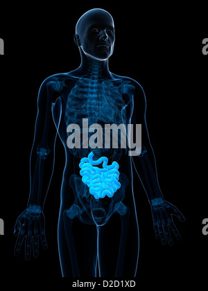 Healthy small intestine computer artwork Stock Photo - Alamy