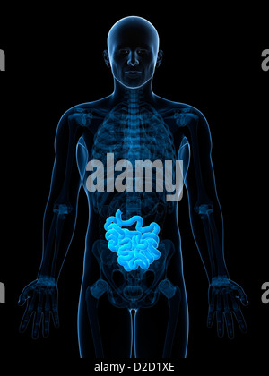Healthy small intestine computer artwork Stock Photo - Alamy