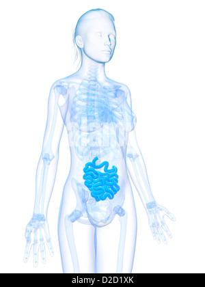 Healthy small intestine computer artwork Stock Photo - Alamy