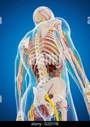 Human anatomy computer artwork Stock Photo - Alamy