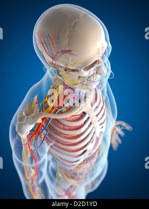 Human anatomy computer artwork Stock Photo - Alamy