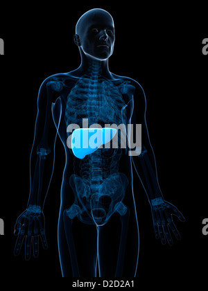 Healthy liver computer artwork Stock Photo - Alamy
