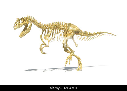 Allosaurus dinosaur skeleton Allosaurs carnivorous reptiles late ...