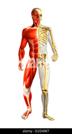 Male anatomy computer artwork Stock Photo - Alamy