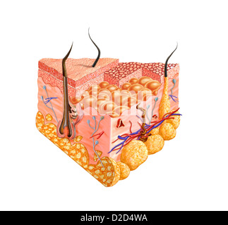 Human skin anatomy computer artwork Stock Photo - Alamy