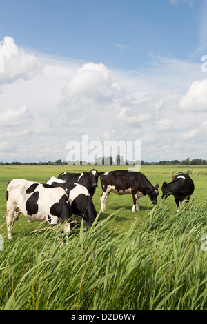 holstein cow grazing in field Stock Photo - Alamy