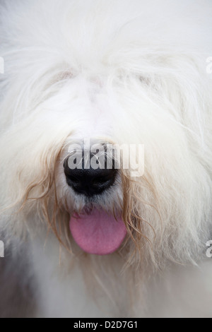 Old English Sheepdog close-up frontal portrait with long white fringe ...