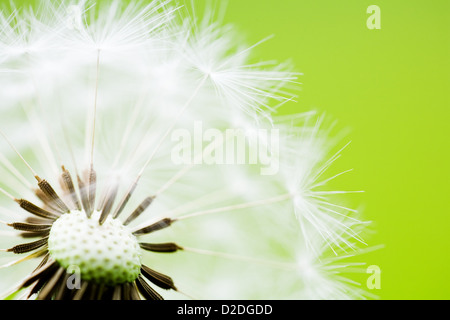Close-up macro shot of green Bunny Ear Cactus pads displaying intricate ...