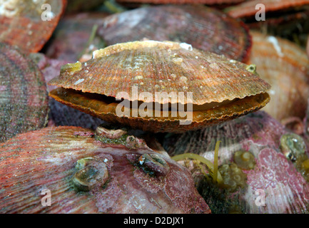 Icelandic scallops (Chlamys islandica) Barents Sea, Russia, Arctic ...