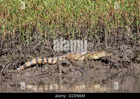 Nile crocodile on mud bank in shallows Stock Photo - Alamy