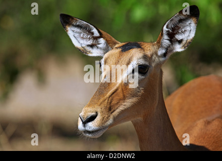 The Impala, antilope Stock Photo - Alamy