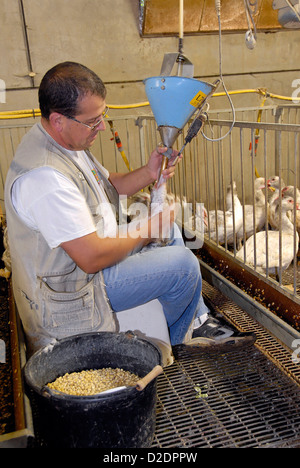 France, Pyrenees Orientales, Gavage feeding duck Stock Photo - Alamy