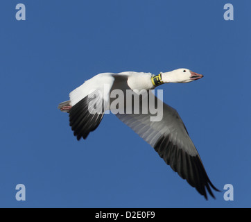 Snow Goose Basque del Apache New Mexico Stock Photo - Alamy