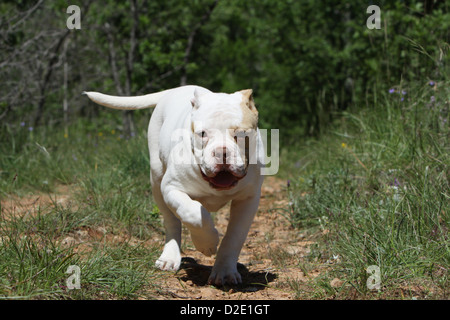 Cute american bully puppy is running in the autumn park. Seven month ...