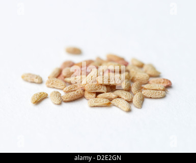 Raspberry, Rubus sp., seeds Stock Photo - Alamy