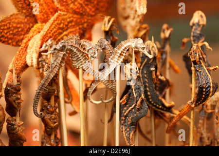Cooked gecko, starfish and sea horse thread on skewers Stock Photo - Alamy