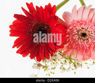 Close-up of two Daisy flowers Stock Photo - Alamy