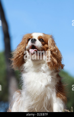 Portrait of cavaliers King Charles spaniels of tricolor and Blenheim ...