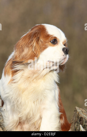 Portrait of cavaliers King Charles spaniels of tricolor and Blenheim ...