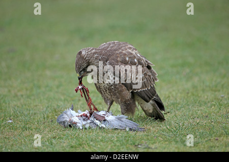 Common Buzzard, Buteo buteo, eating Common wood Pigeon, Columba ...