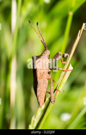 close up of Stink bugs Stock Photo - Alamy