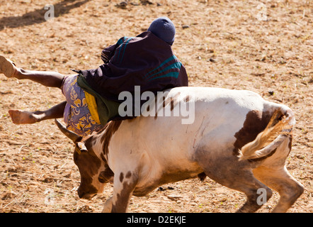 Madagascar, Ambositra, Savika competitor holding onto Zebu Stock Photo ...