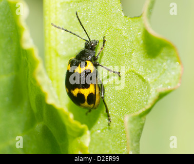 The beautiful shell leaf beetle outdoors Stock Photo - Alamy