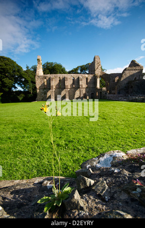 ruins of greyabbey cistercian abbey county down northern ireland Stock ...