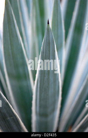Succulent plant. Close-up of the spikes on a succulent, a type of plant ...