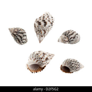 White Nassa shells Stock Photo - Alamy