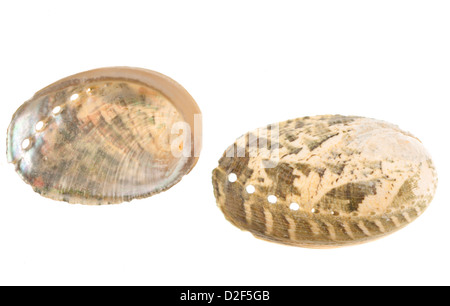 Abalone Marine Gastropod Molluscs Haliotidae Shells in Tray at Fish ...
