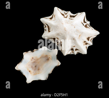 sea shells and star closeup on white background Stock Photo - Alamy