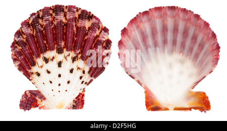 two scallop shells seashell white background cutout detail closeup ...