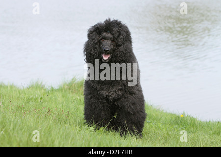 Sitting large poodle, giant poodle Stock Photo - Alamy