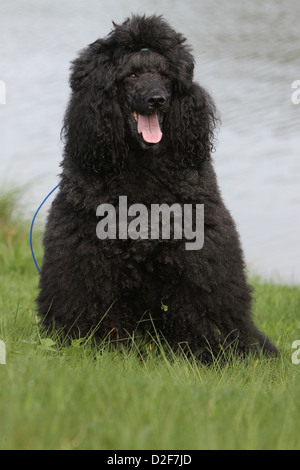 Sitting large poodle, giant poodle Stock Photo - Alamy