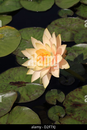 Innerlight Hardy Yellow Water Lily, Nymphaea "Inner Light ...